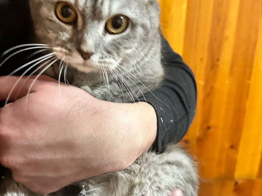 Шотландская прямоухая кошка