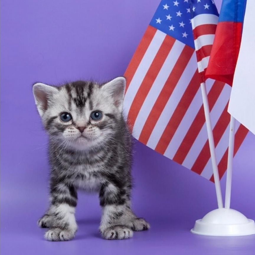 Американские короткошерстные котята