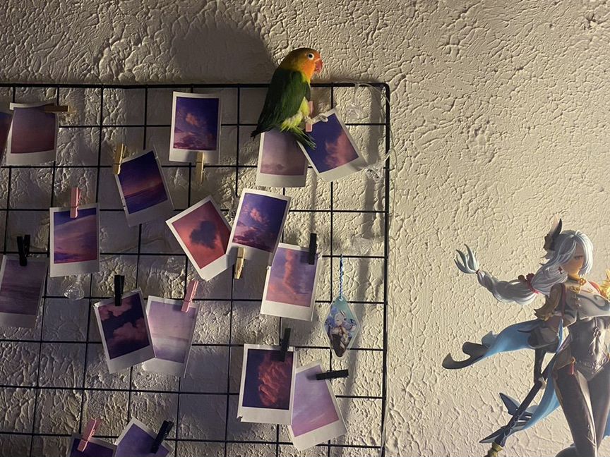 Попугаи неразлучники