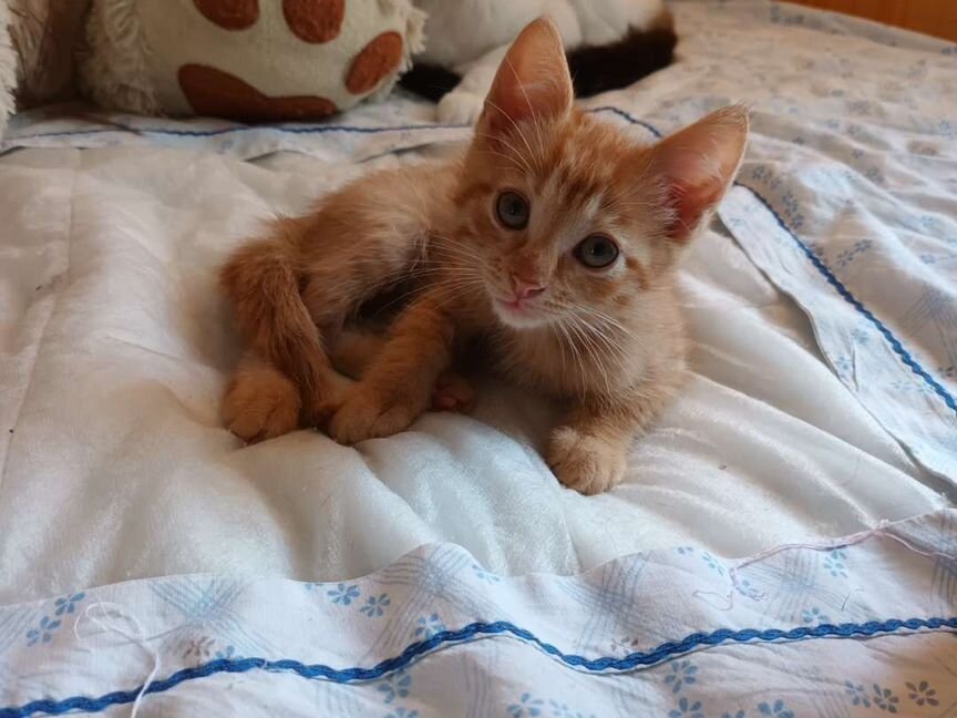 Анатолийский котик