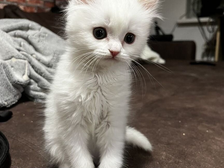 Турецкая ангора, девочка, 2 месяца