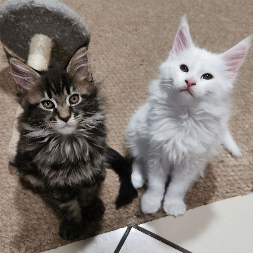 Котята мейн-кун