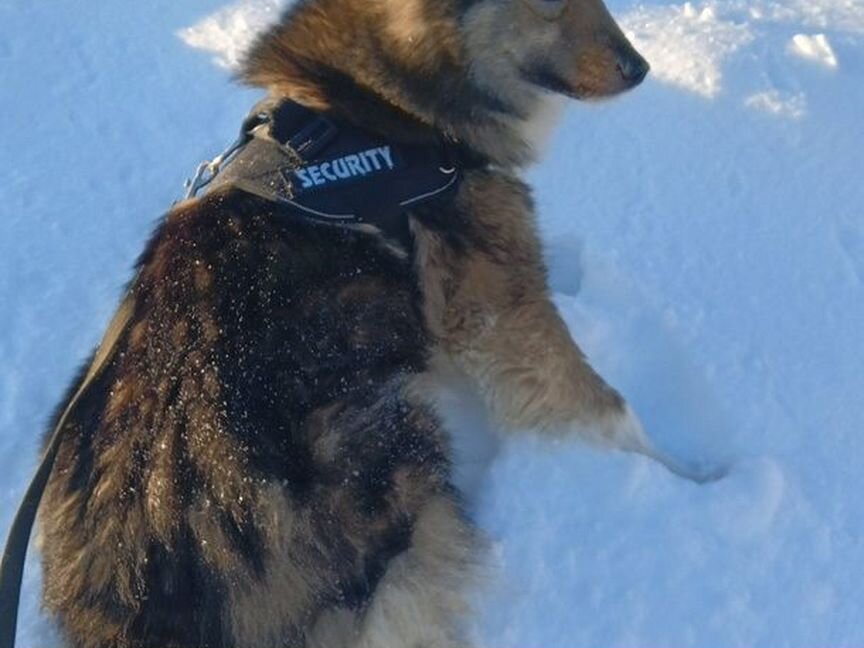 Собака в добрые руки