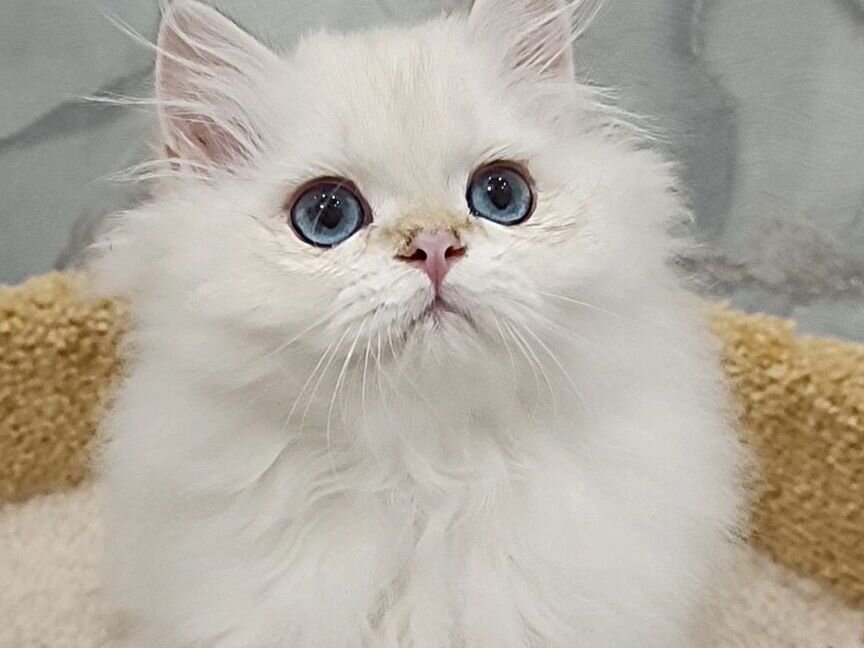 Британский мальчик золотой колор