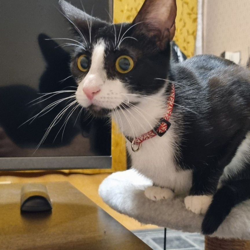 Котёнок Мазя в добрые руки