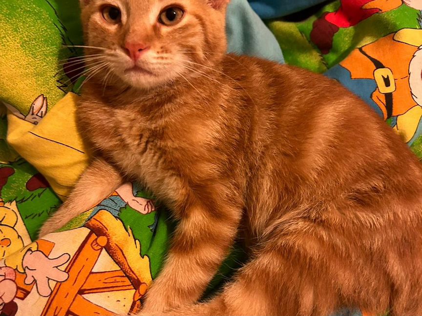 Рыжий котенок