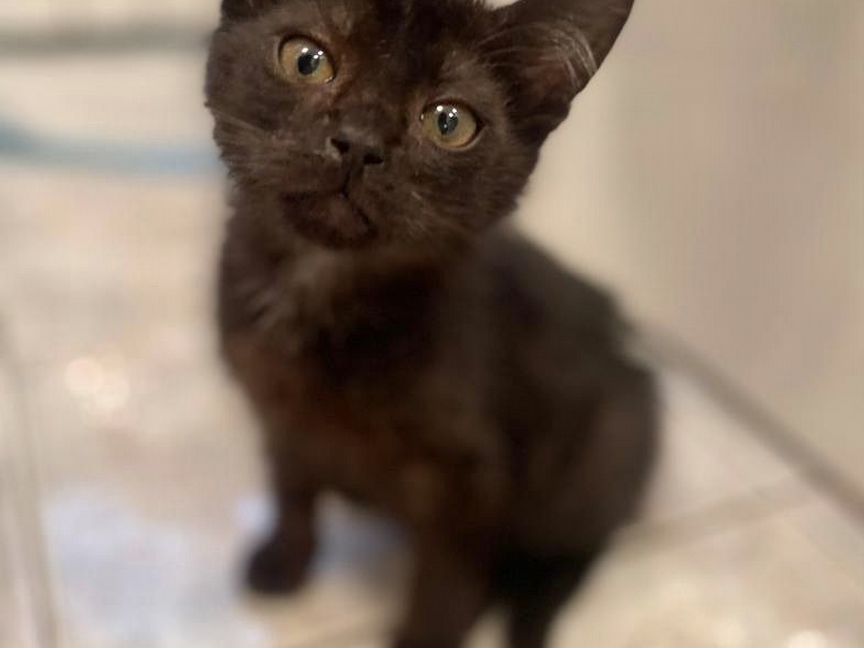 Котенок летучий мышонок ищет дом