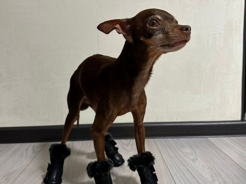 Сапожки (ботинки) для собак мелких пород