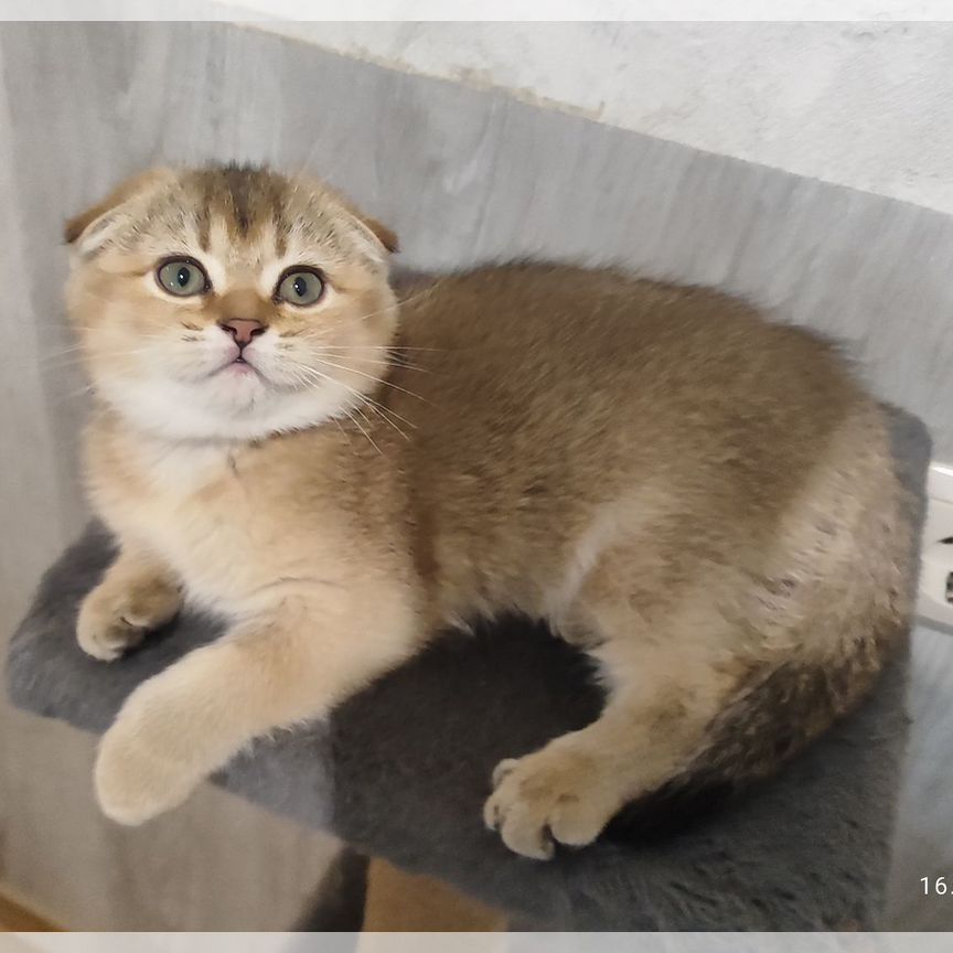Шотландский вислоухий короткошёрстный котёнок