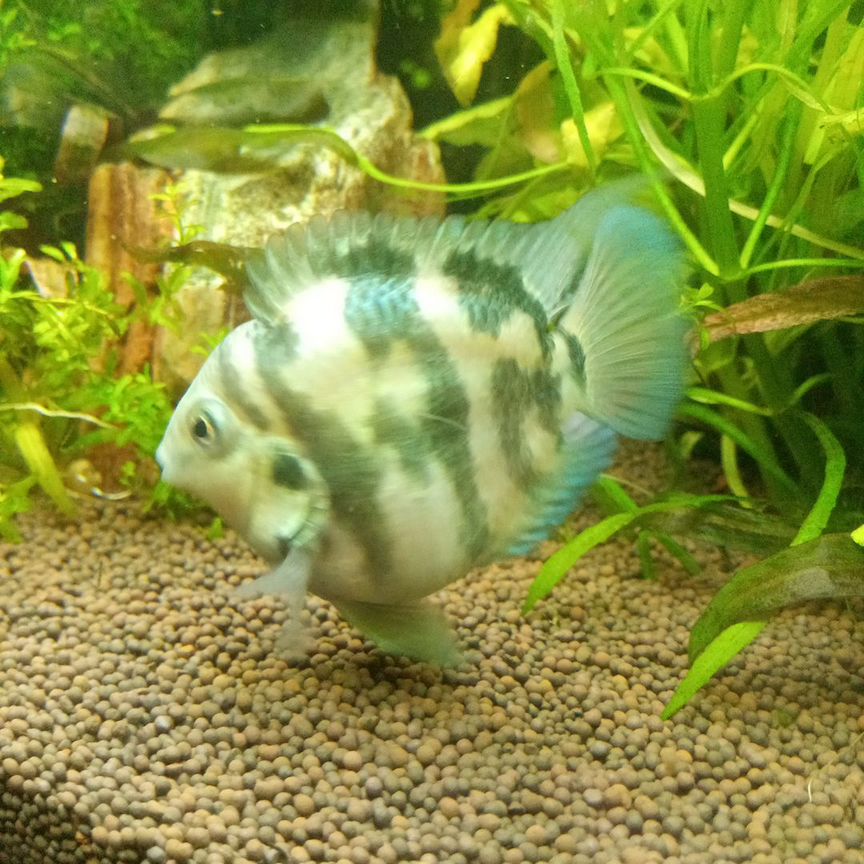 Рыбка сапфировый попугай