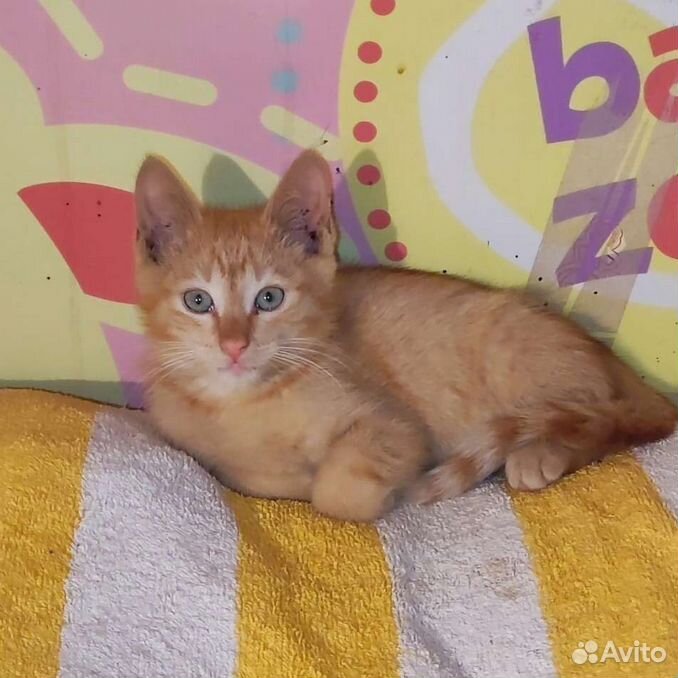 Милый котик 4 мес