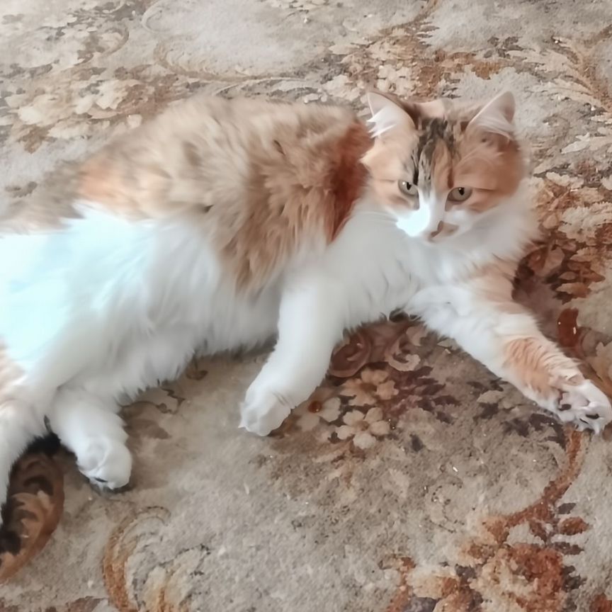 Взрослая, кошка в добрые руки