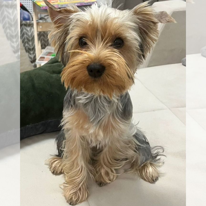 Йоркширский терьер, щенок