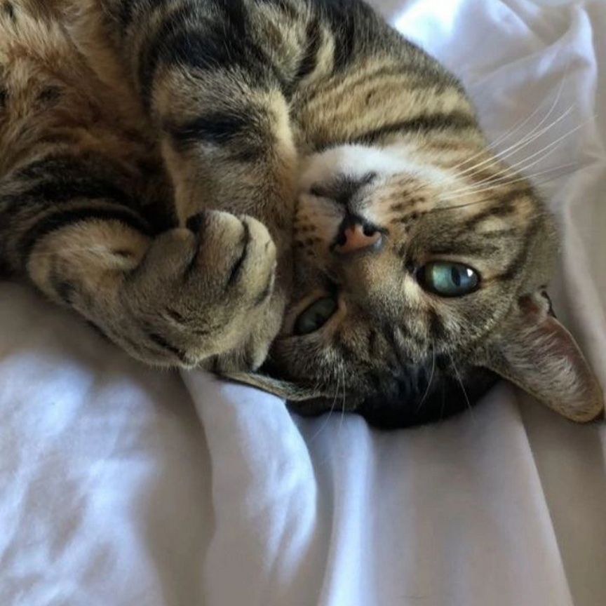 Тебе нужна рука поддержки Я дам все свои лапы