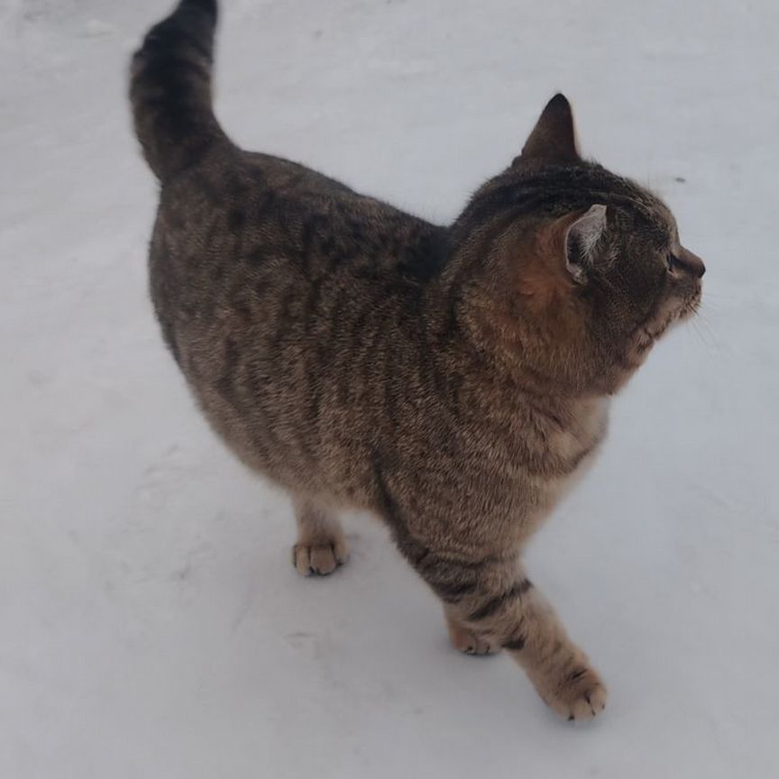 Взрослый кот в добрые руки