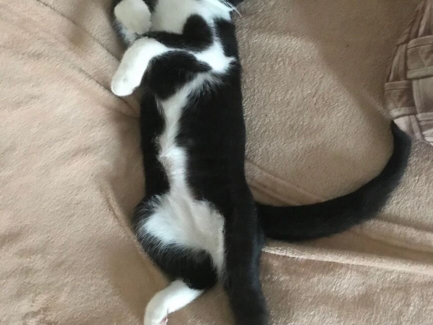 Кошка