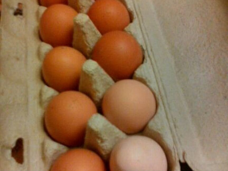 Куриные яйца деревенские