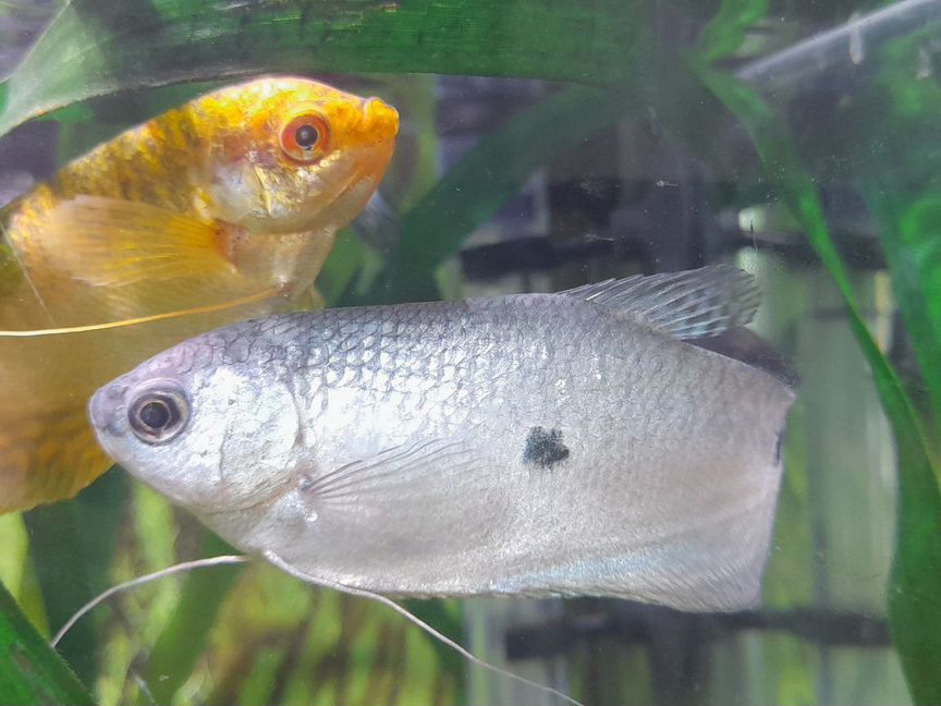Аквариумные рыбки гурами