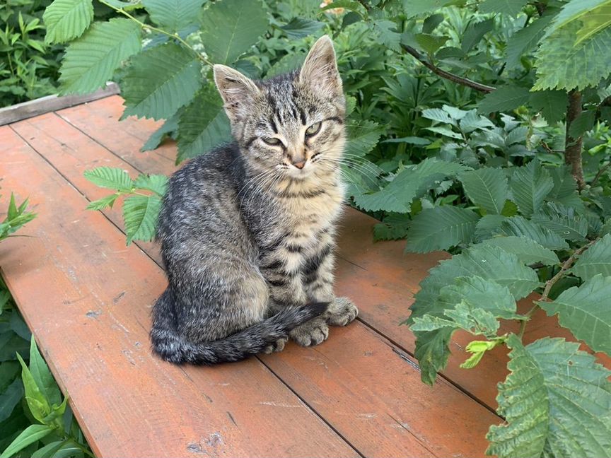 Котята в добрые руки