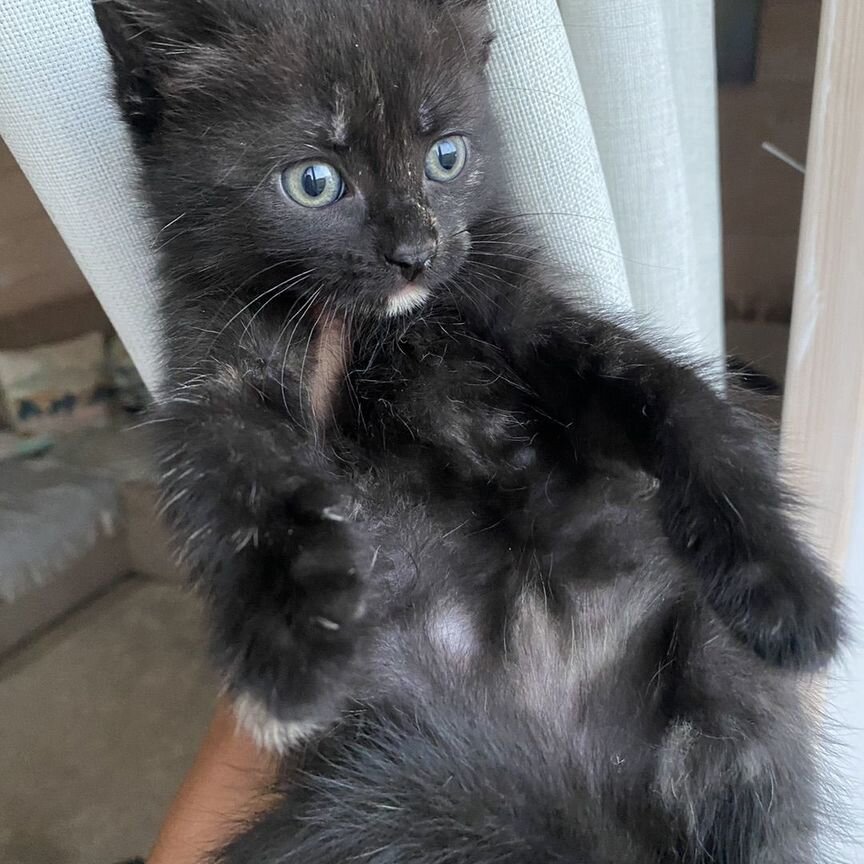 Котенок