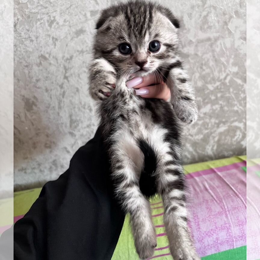 Шотландский вислоухий короткошёрстный котёнок