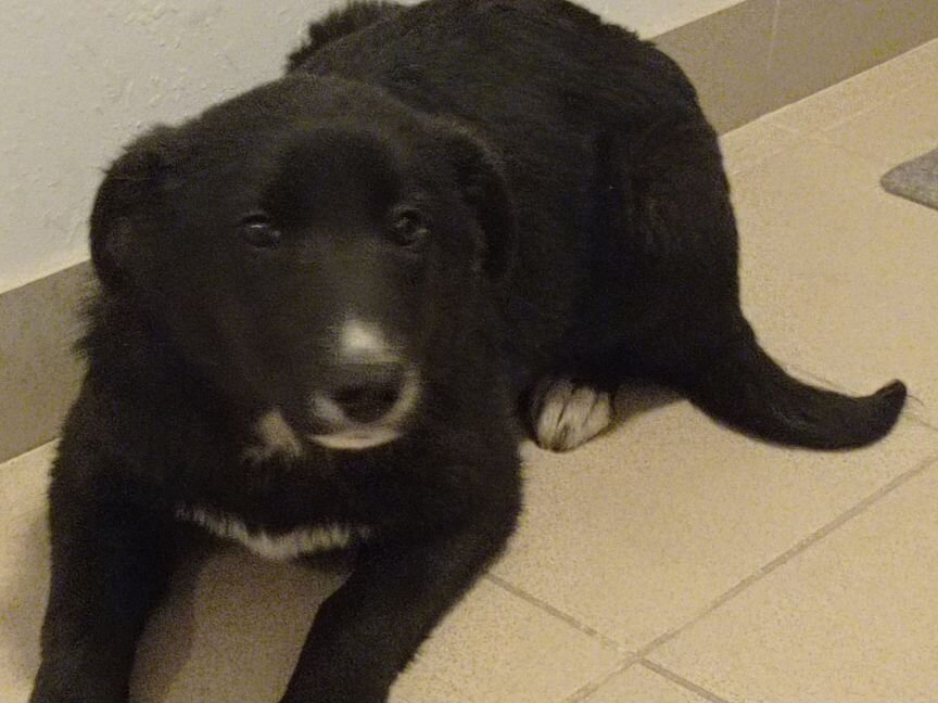 Домашний щенок выброшен в лес