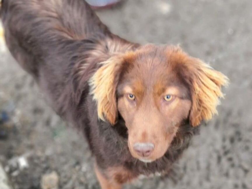 Смесь Кокера-спаниель