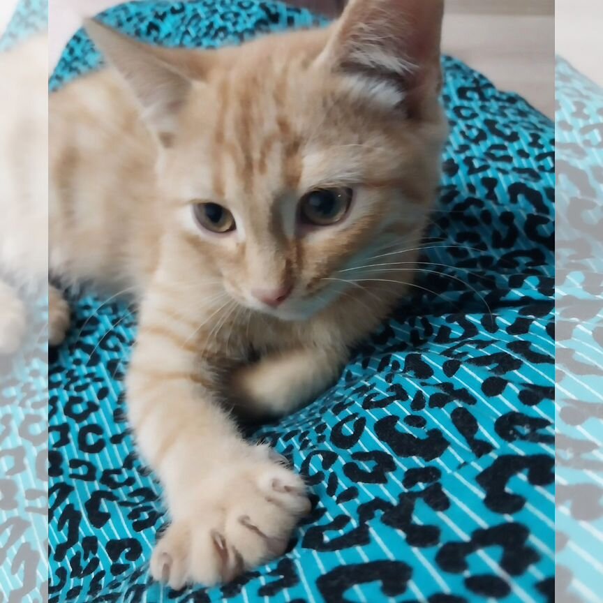Котята в добрые руки бесплатно