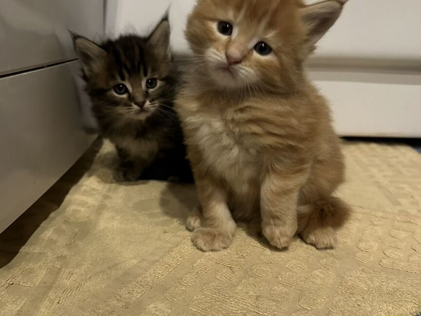 Котята мейкун