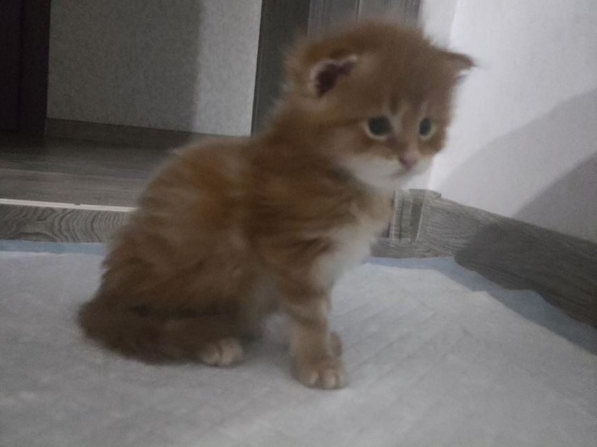 Продам котят Мейн-кун