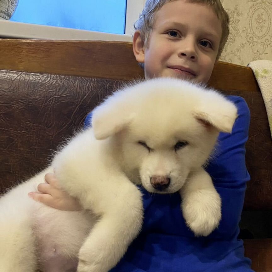 Акита-ину, щенок