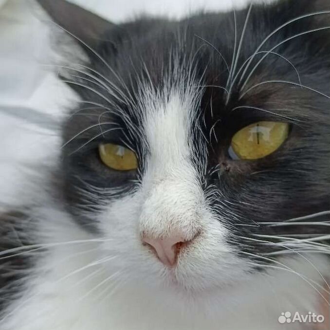 Маленький ласковый котик ищет дом