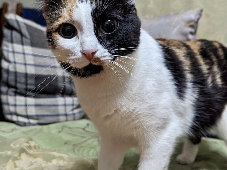 Трехцветная кошечка Веснушка