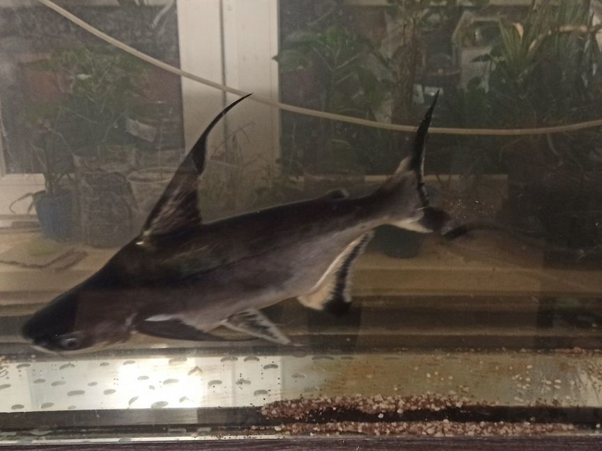 Продам аквариум и рыбок