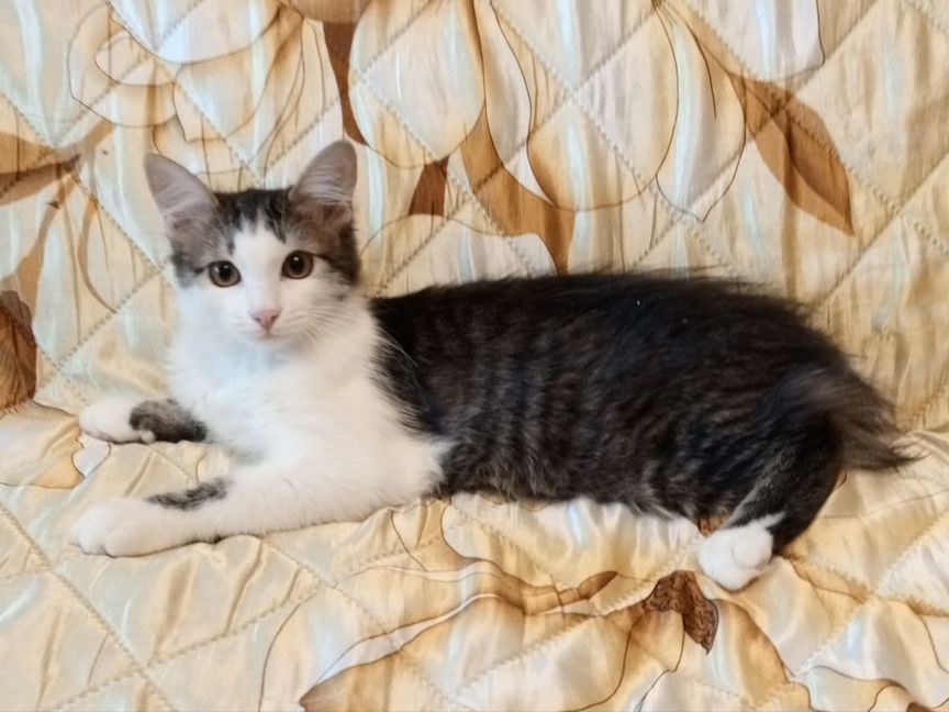 Котëнок в добрые руки