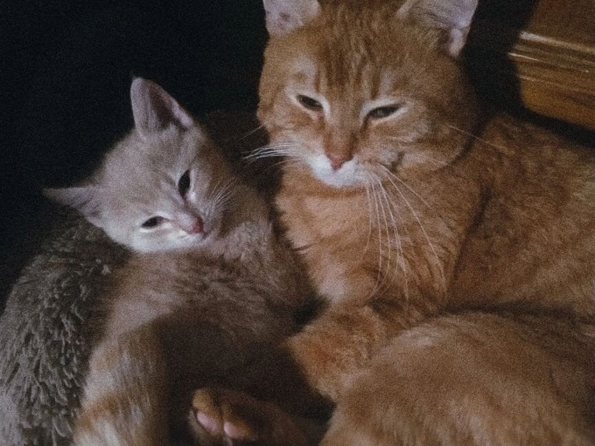 Котёнок В семью/ котёнок В добрые руки