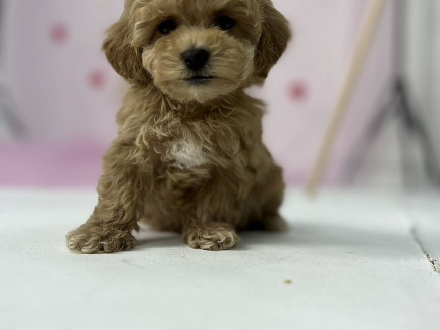 Мальчик мальтипу мини