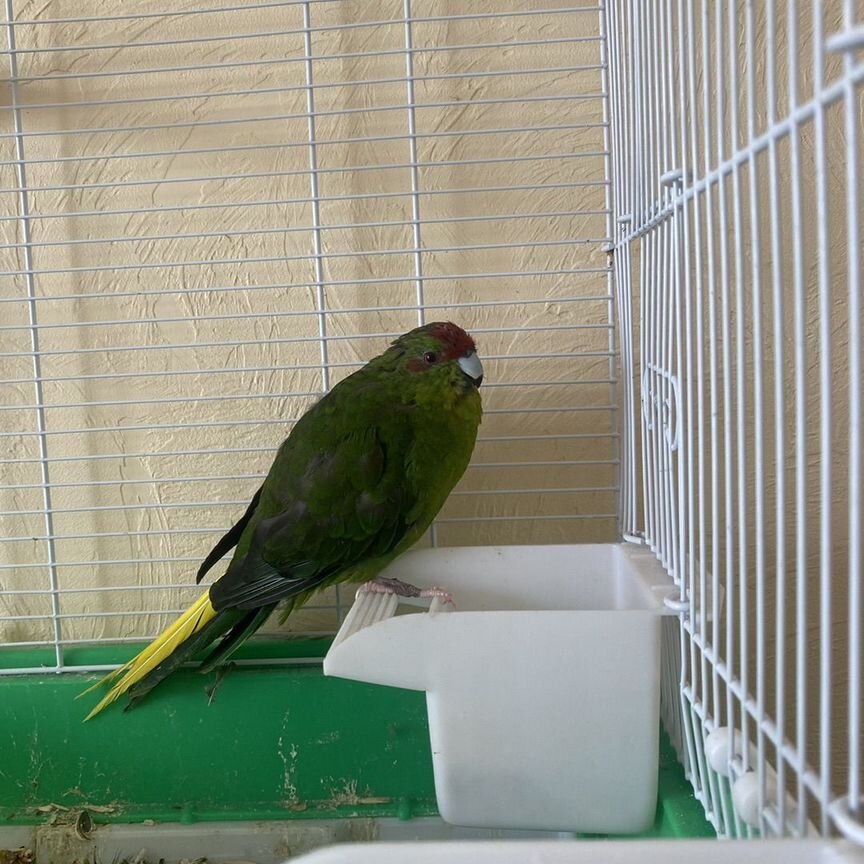 Попугай какарик с клеткой