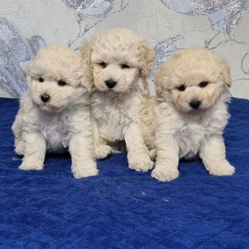 Той-пудель, щенок