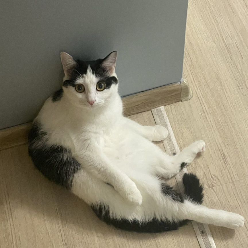 Отдам кошку