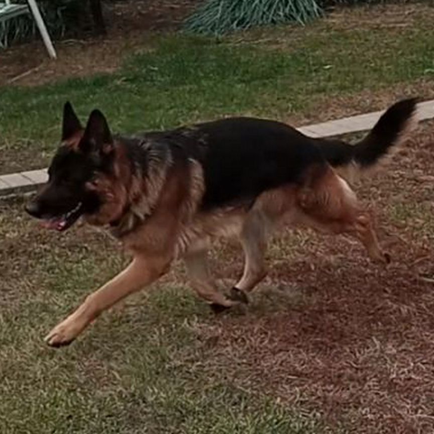 Немецкая овчарка найден