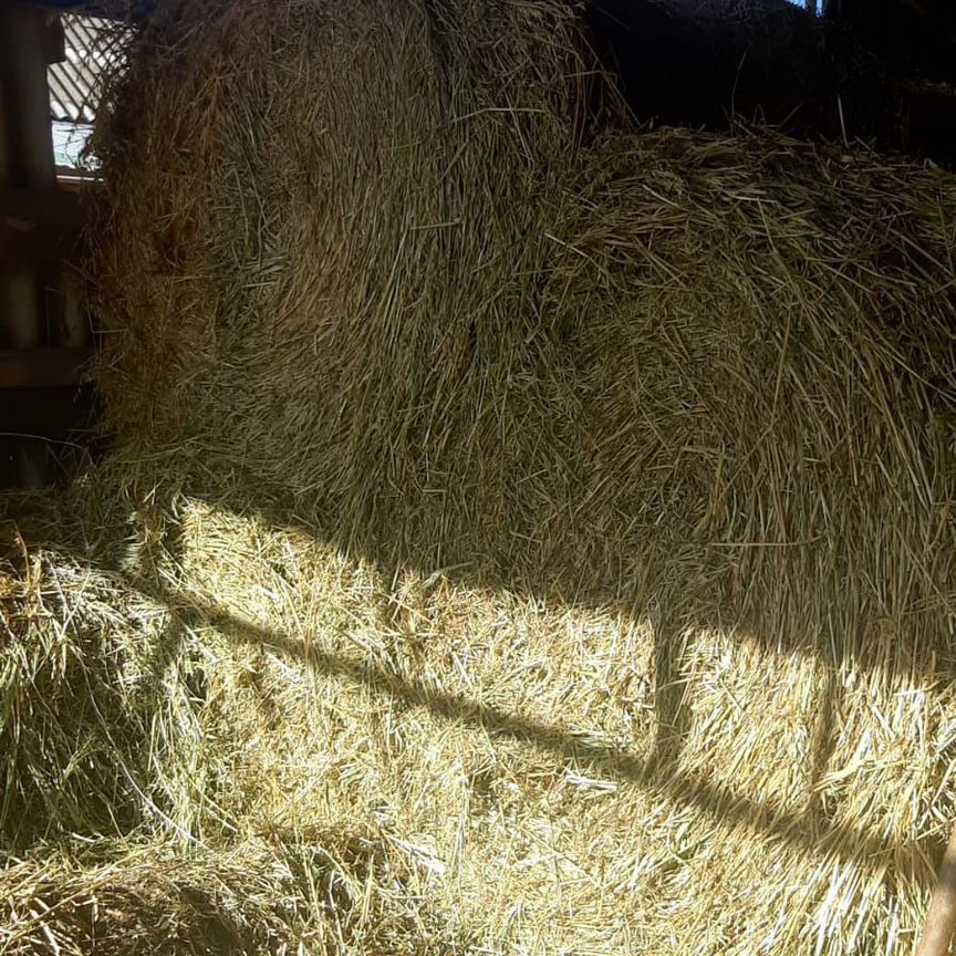 Продам сено в рулонах