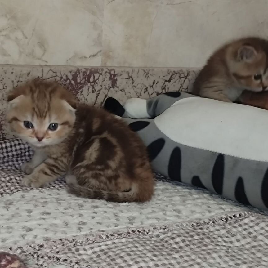 Милота