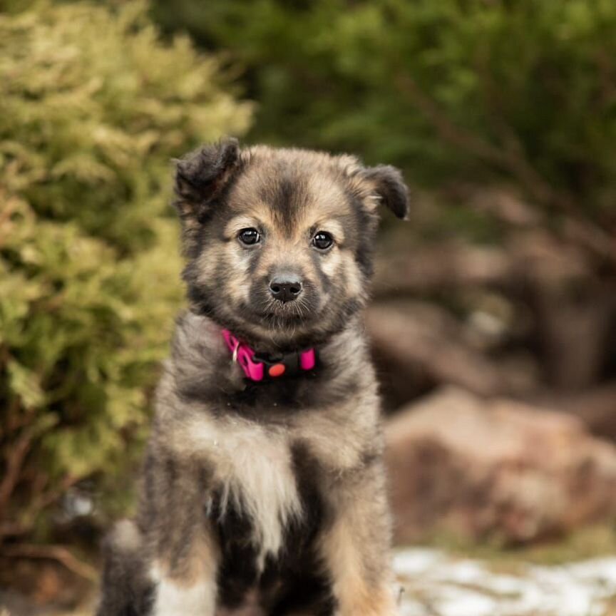 Щенок в добрые руки