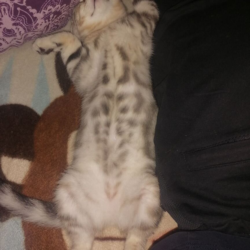 Домашние животные кошки