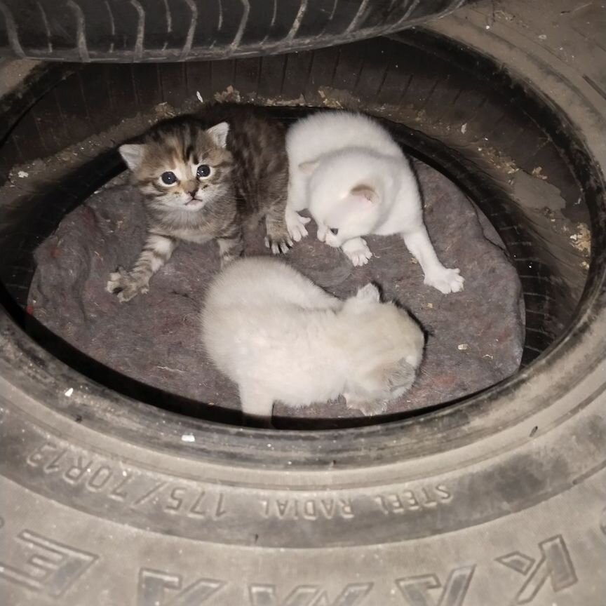 Котята в добрые руки,2 кошечки и 1 котик