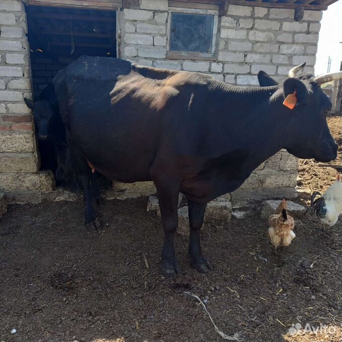 Корова дойная с теленком