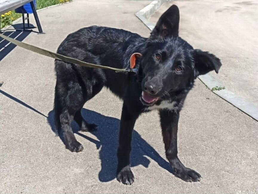 Собачка ещё щенок