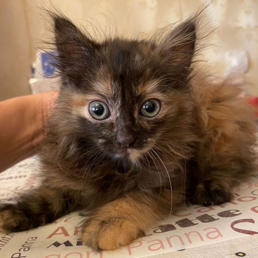 Кошечка Молли