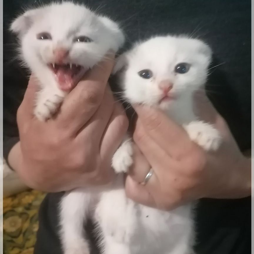 Шотландский вислоухий короткошёрстный котёнок